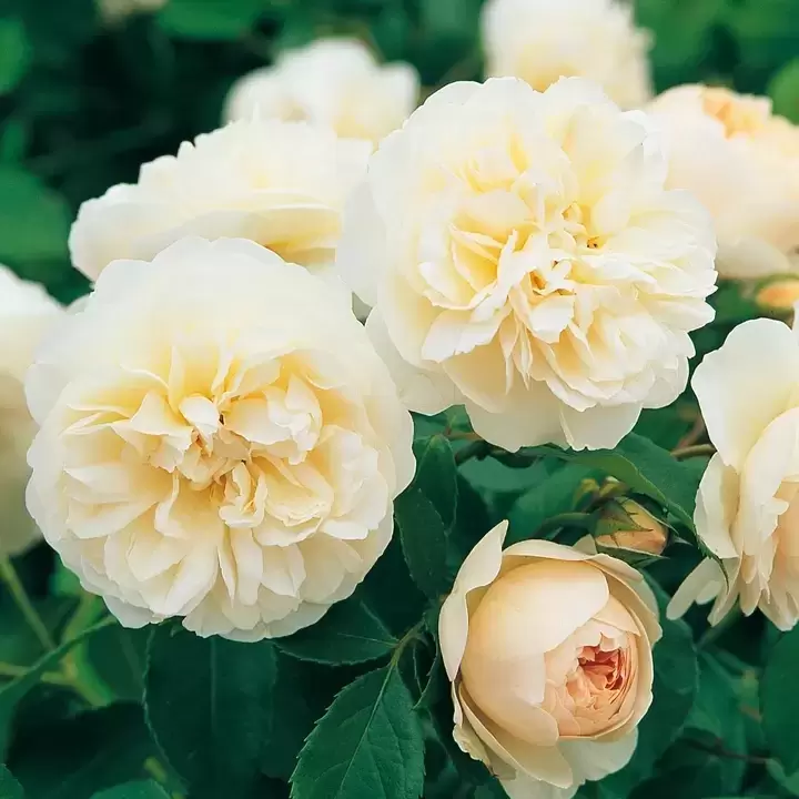 Rose 'Lichfield Angel' - SH - Cowell's Garden Centre | Woolsington