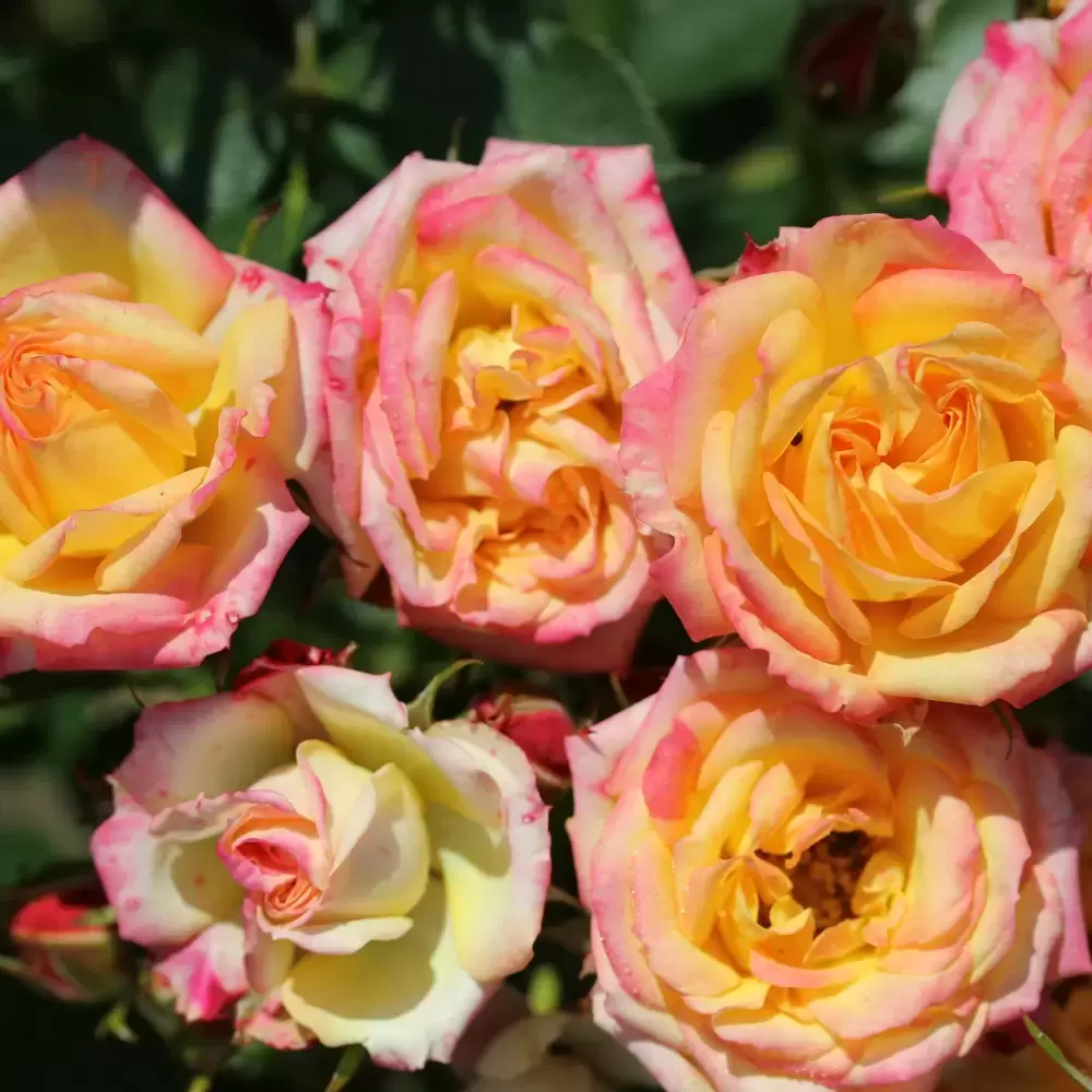 Rose 'Little Sunset' - PAT - Cowell's Garden Centre | Woolsington