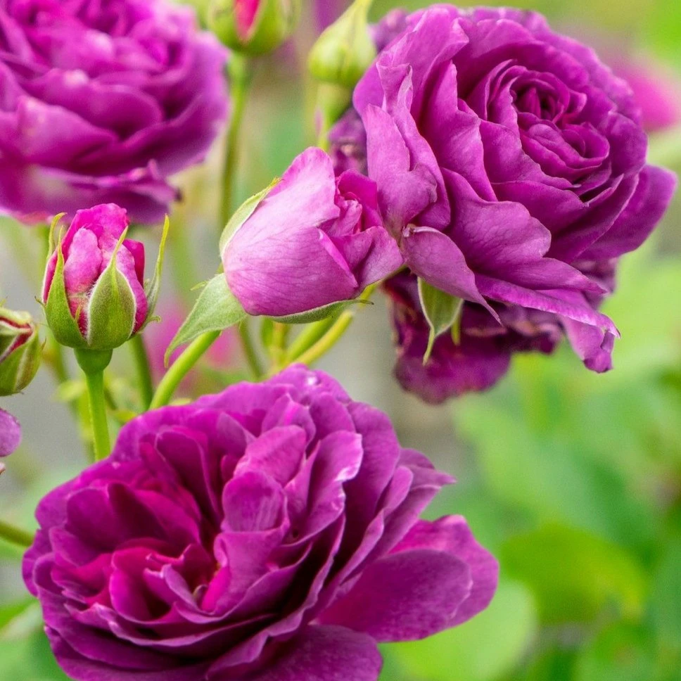 Rose 'Minerva' 6L - Cowell's Garden Centre | Woolsington