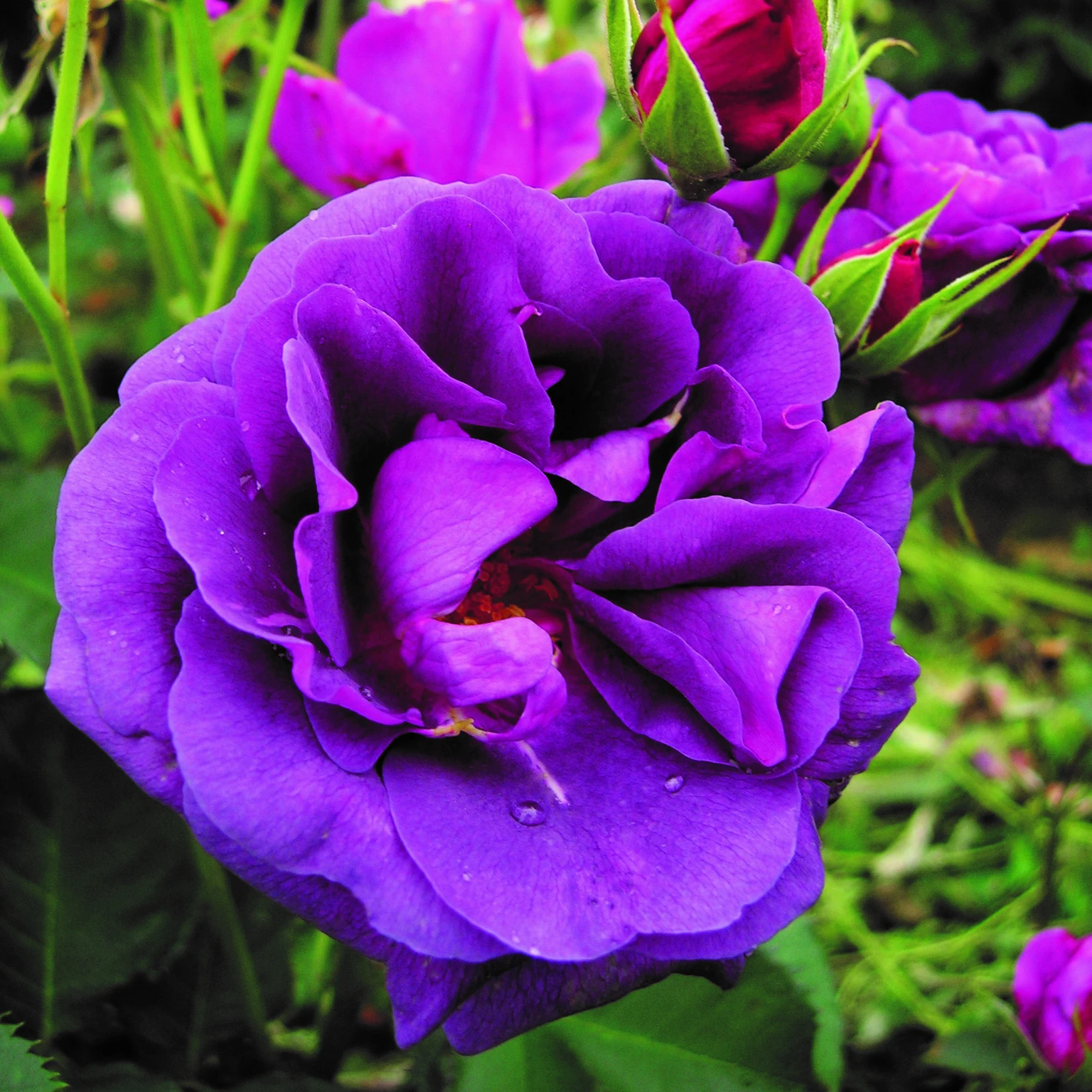 Rose 'Minerva' - Standard - Cowell's Garden Centre | Woolsington