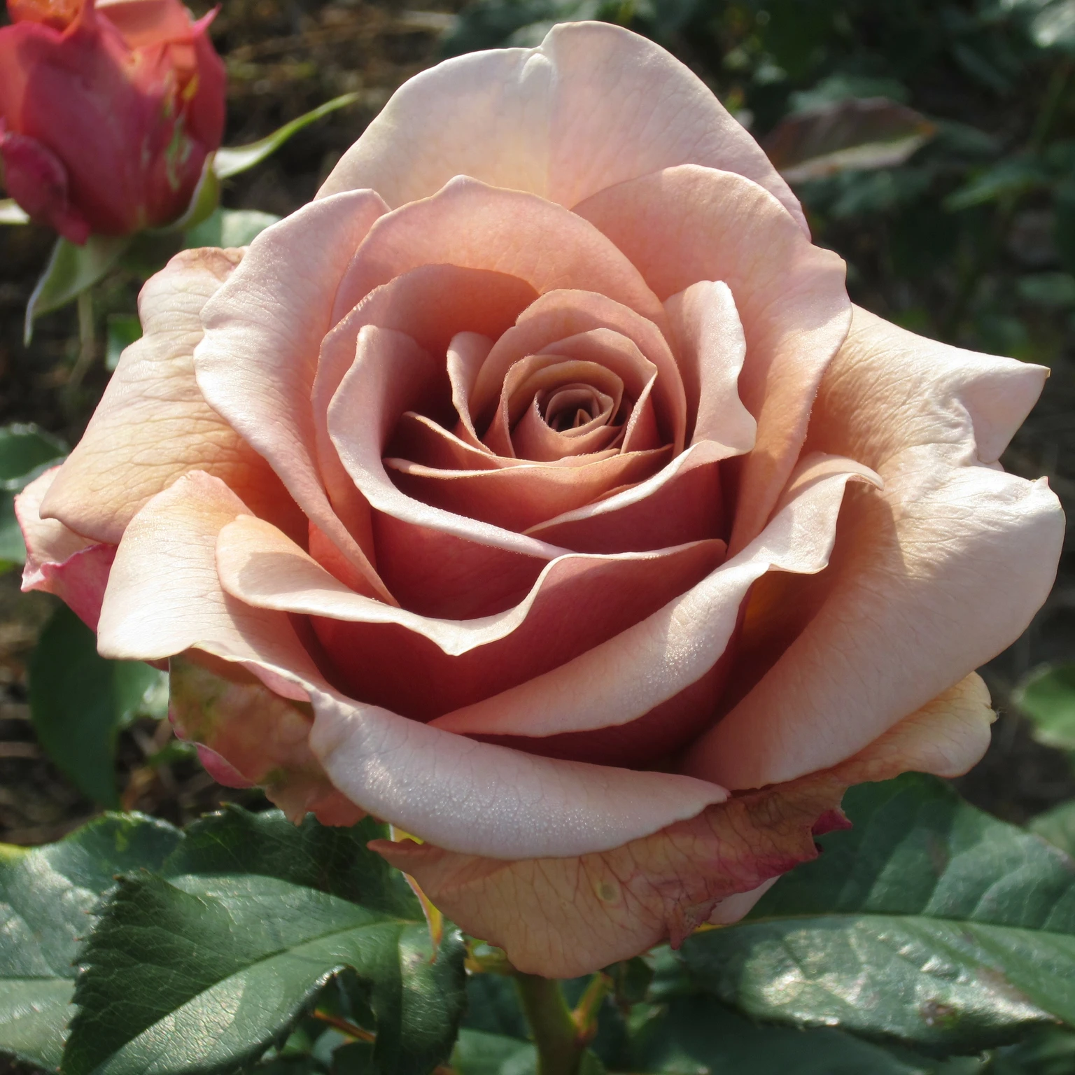 Rose 'Mocha Rosa' - HT - Cowell's Garden Centre | Woolsington