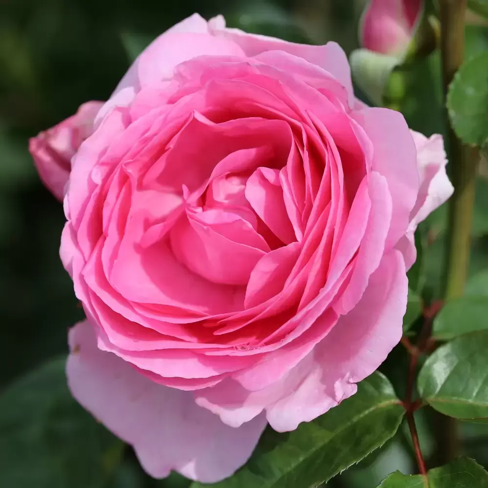 Rose 'Mum In A Million' - HT 3L - Cowell's Garden Centre | Woolsington
