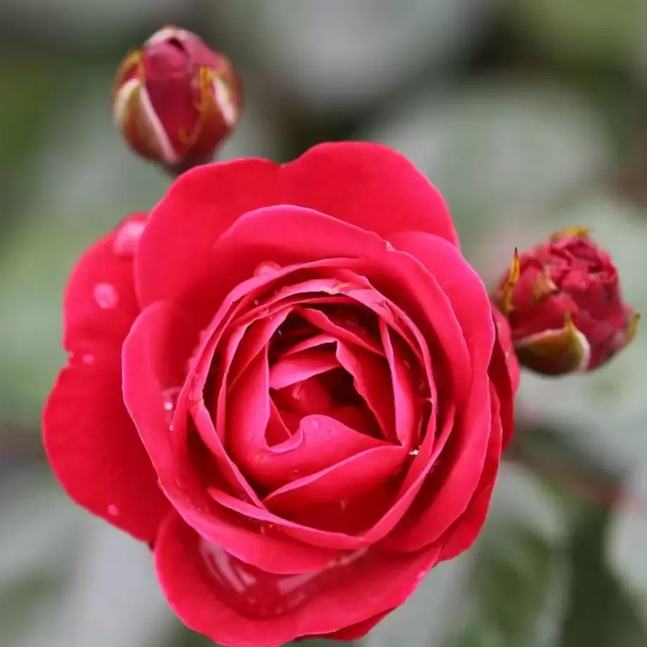 Rose 'Precious Ruby' - FL - Cowell's Garden Centre | Woolsington
