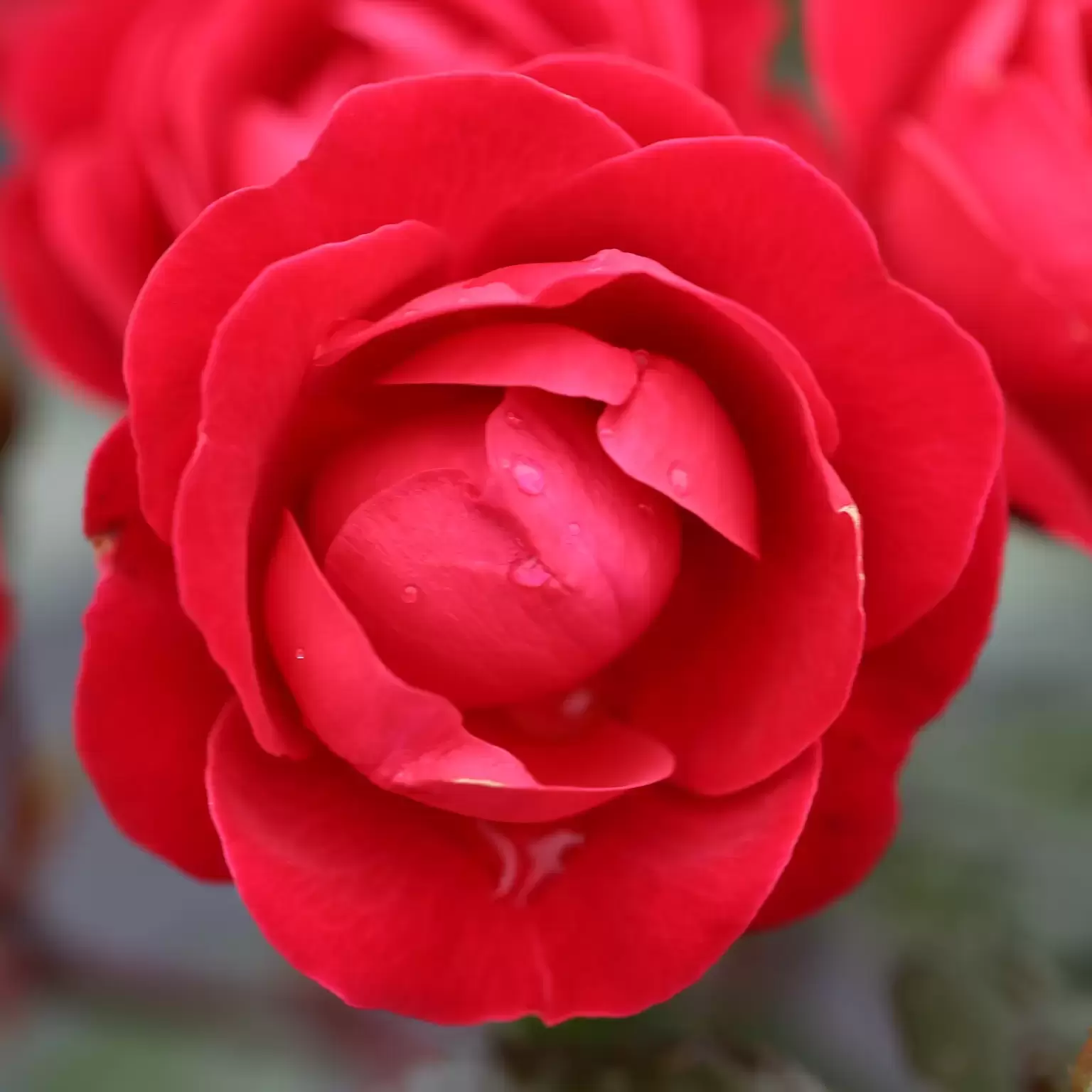 Rose 'Precious Ruby' - Standard - Cowell's Garden Centre | Woolsington