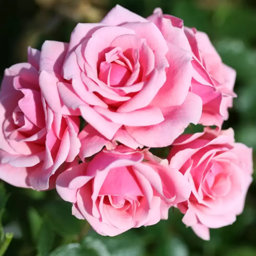 Rose 'Pretty Polly' - PAT - Cowell's Garden Centre | Woolsington