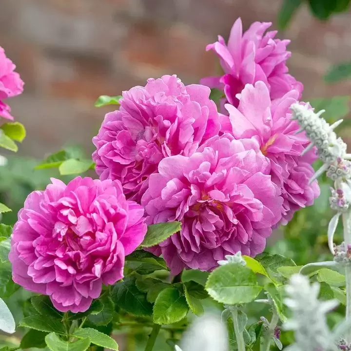 Rose 'Princess Anne' - SH - Cowell's Garden Centre | Woolsington