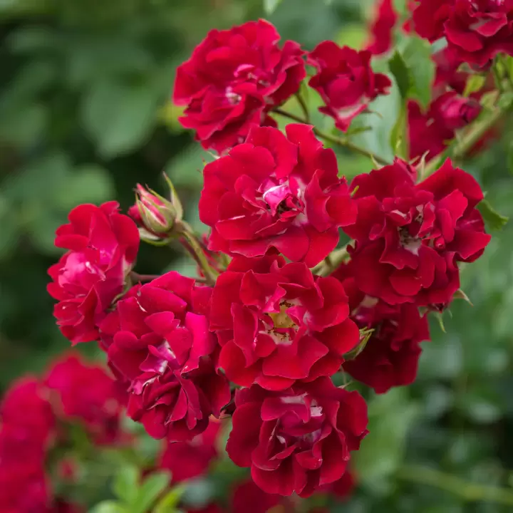 Rose 'Rambling Rosie' - RAM - Cowell's Garden Centre | Woolsington