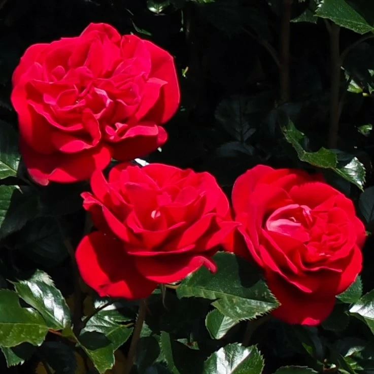 Rose 'Ruby Red' - HT - Cowell's Garden Centre | Woolsington