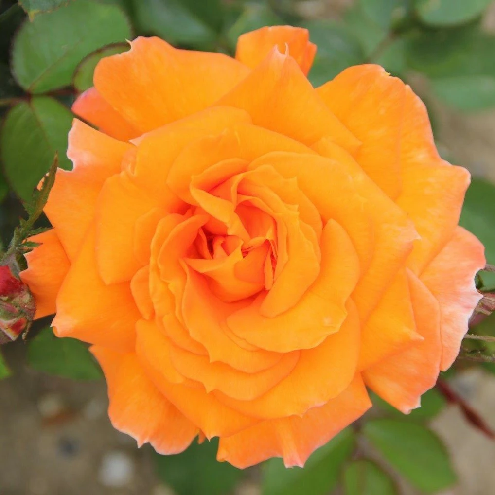 Rose 'Sparkle' - HT - Cowell's Garden Centre | Woolsington