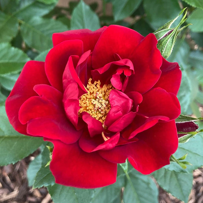Rose 'Special Dad' - FL - Cowell's Garden Centre | Woolsington
