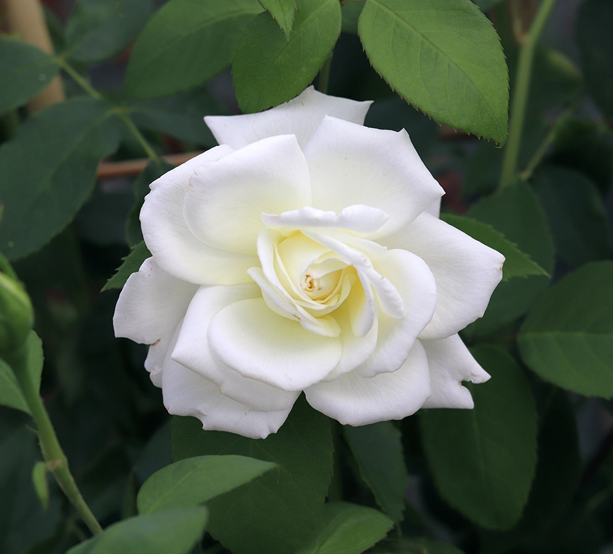 Rose 'Sugar Moon' - HT - Cowell's Garden Centre | Woolsington