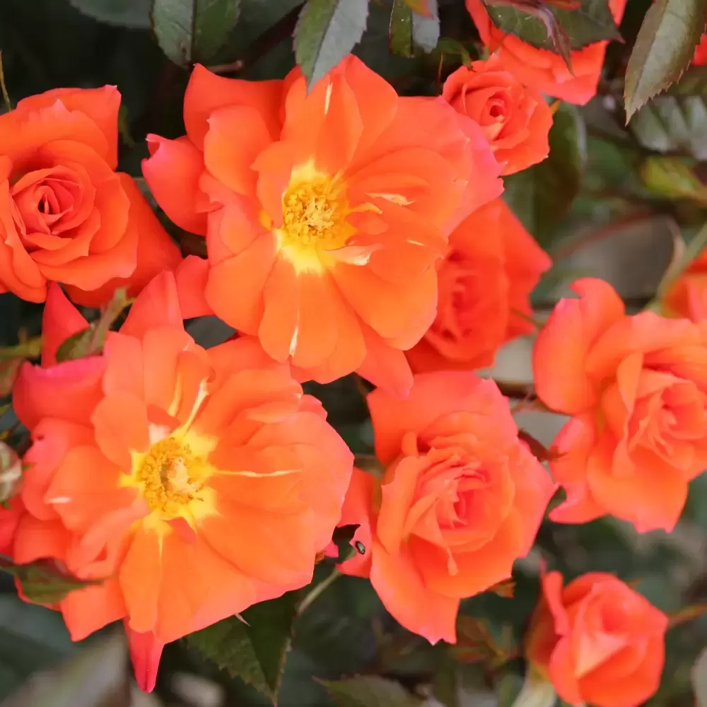 Rose 'Sunseeker' - PAT - Cowell's Garden Centre | Woolsington