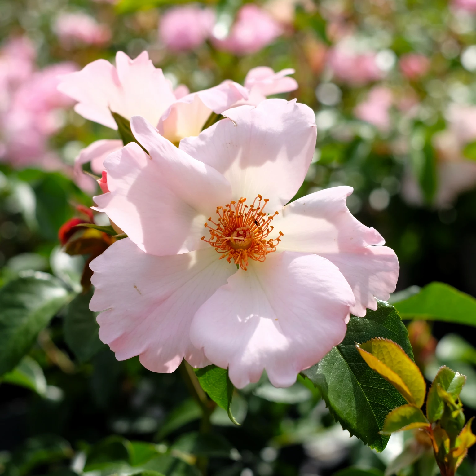 Rose 'The Simple Life' - CLM - Cowell's Garden Centre | Woolsington