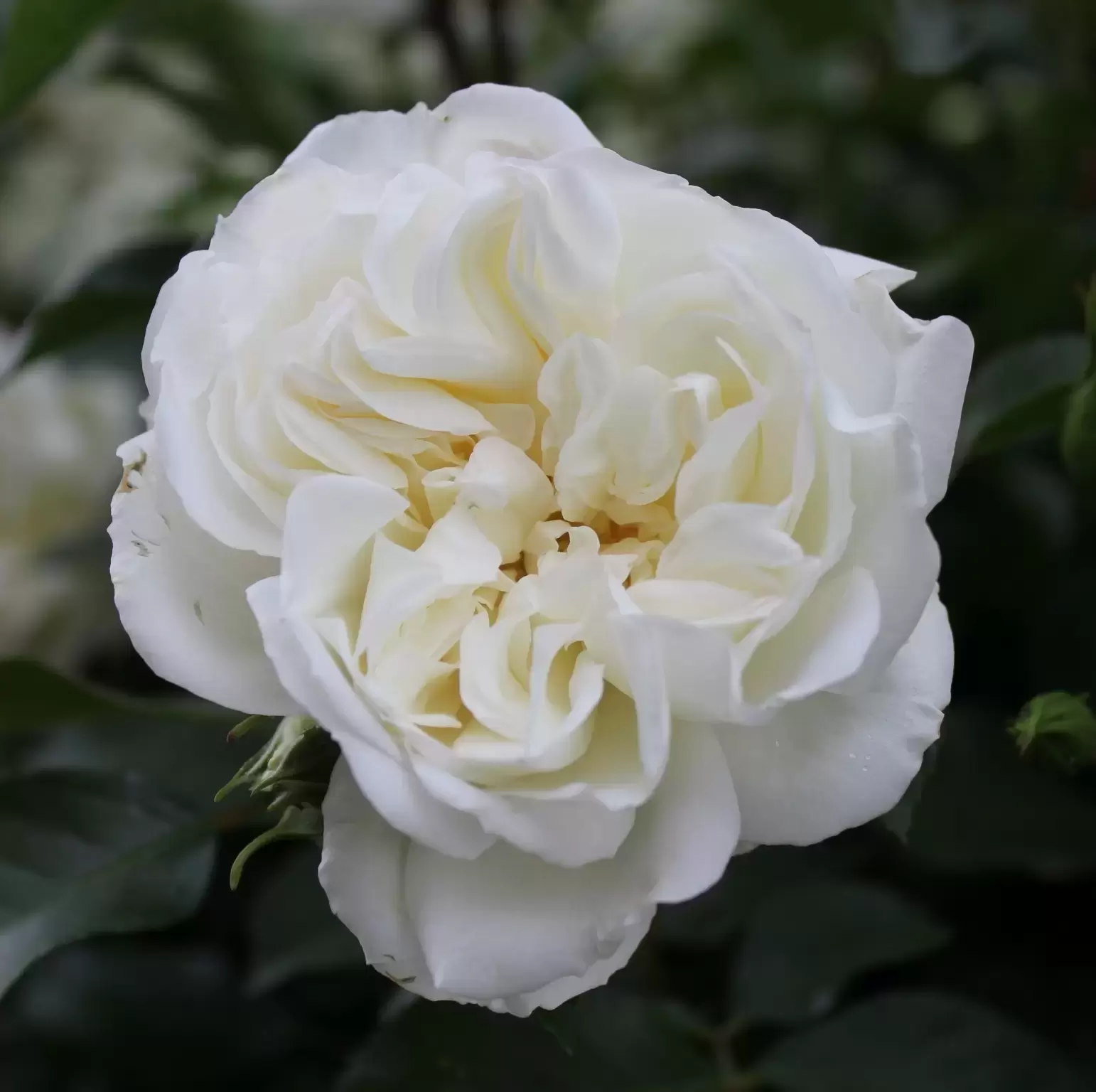 Rose 'White Meidiland' - GC - Cowell's Garden Centre | Woolsington