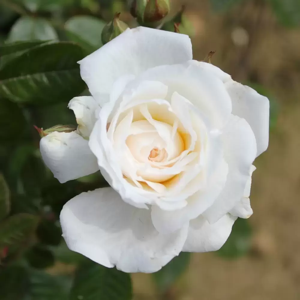Rose 'White Patio' - Patio Standard - Cowell's Garden Centre | Woolsington