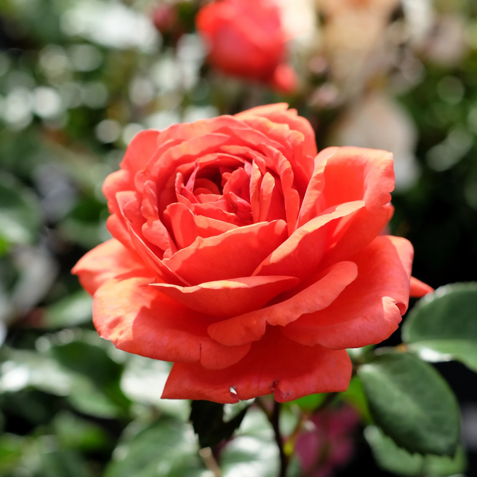 Rose 'Wonderful World' - CLM - Cowell's Garden Centre | Woolsington
