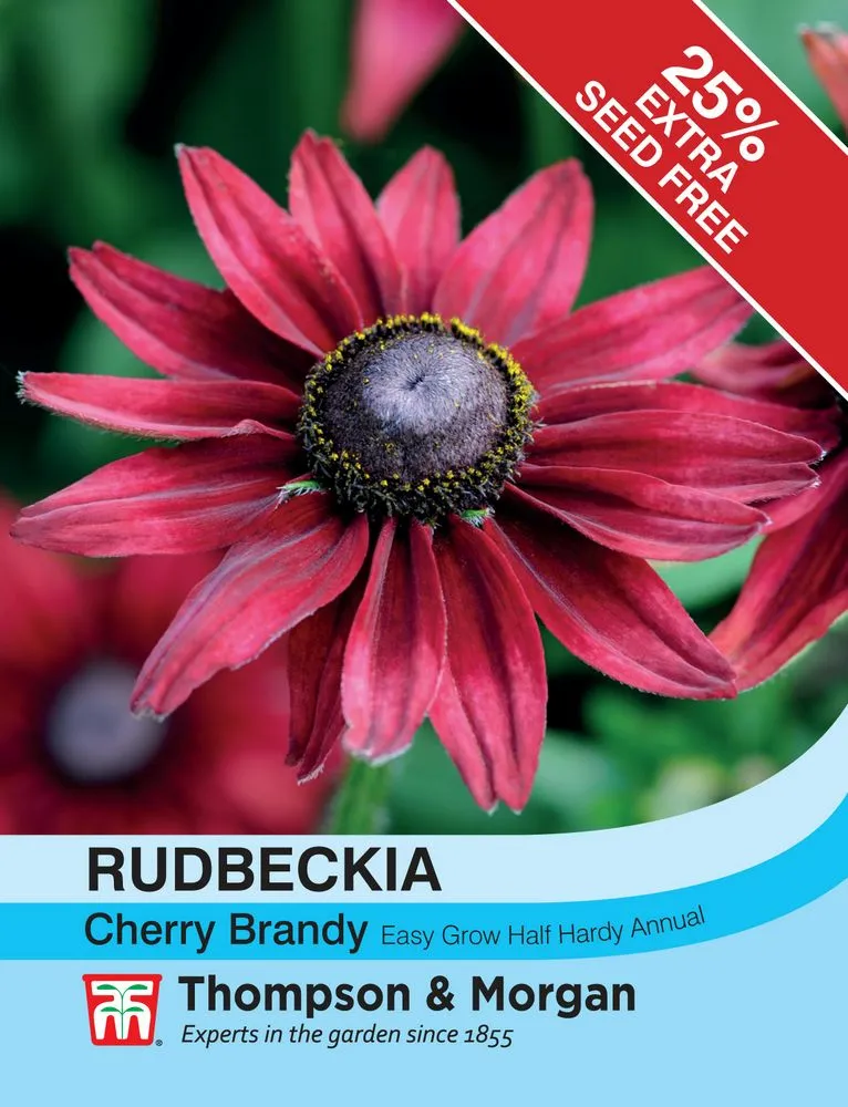 Rudbeckia Cherry Brandy - Cowell's Garden Centre | Woolsington