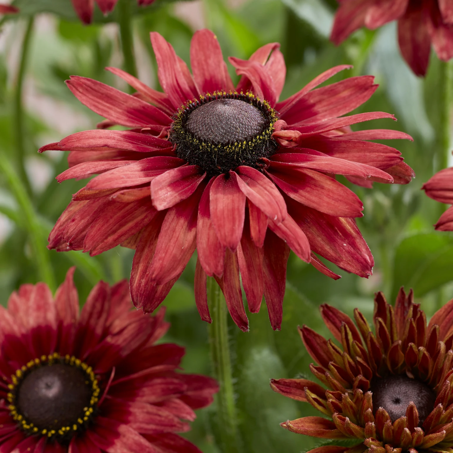 Rudbeckia hirta 'Enchanted Ruby Crush' - Cowell's Garden Centre | Woolsington