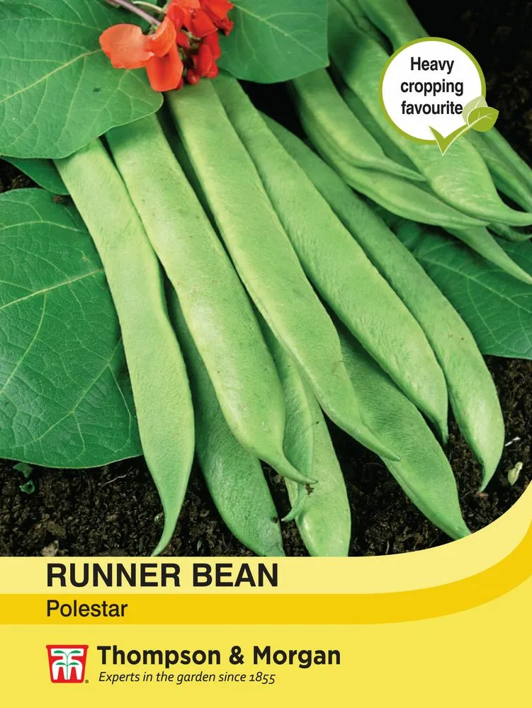 Runner Bean Polestar - Cowell's Garden Centre | Woolsington