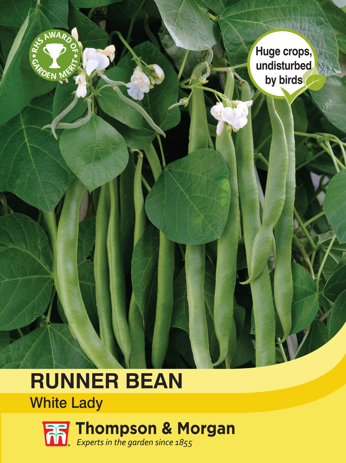 Runner Bean White Lady - Cowell's Garden Centre | Woolsington