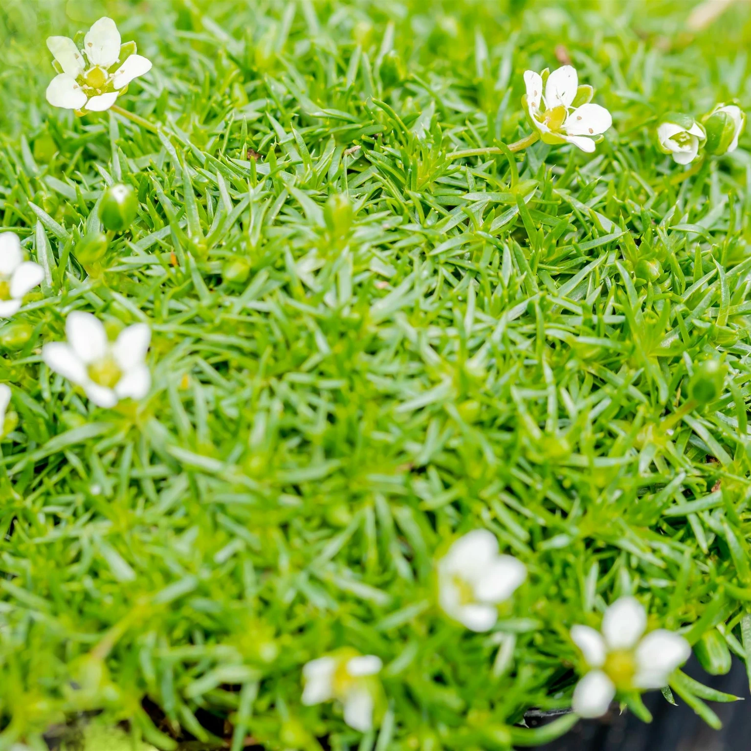 Sagina subulata 'Lime Moss' - Cowell's Garden Centre | Woolsington