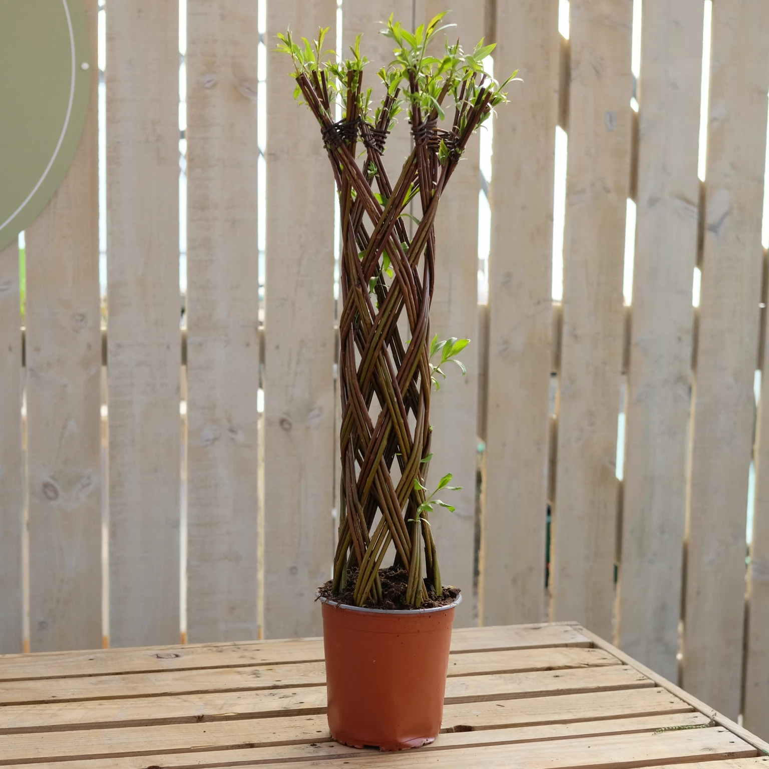 Salix Red Living Willow - 80cm - Cowell's Garden Centre | Woolsington