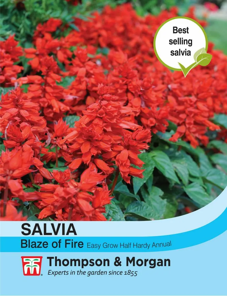 Salvia Blaze of Fire - Cowell's Garden Centre | Woolsington