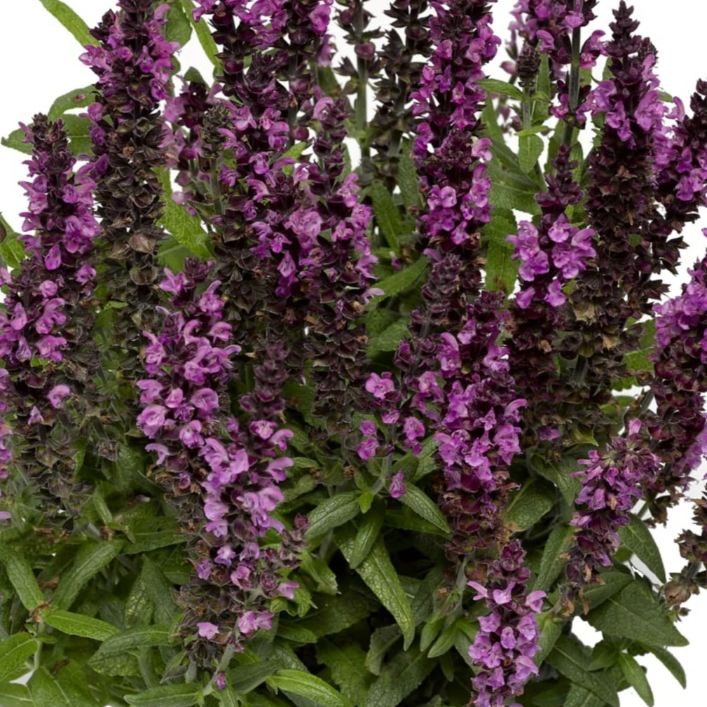 Salvia x superba 'Merleau Rose' - Cowell's Garden Centre | Woolsington