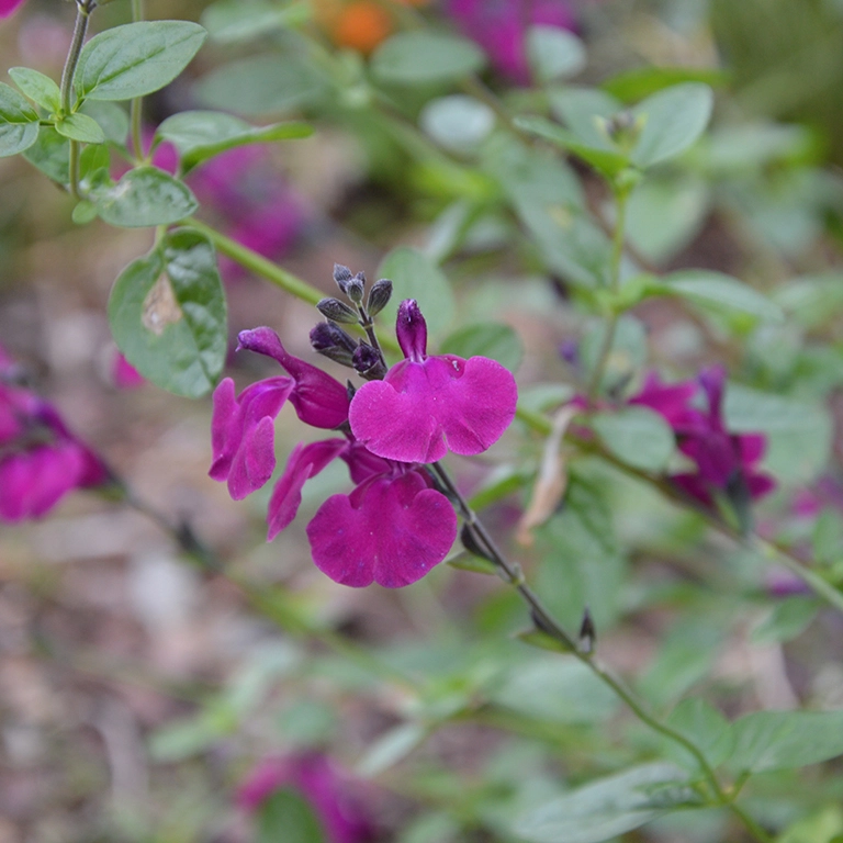 Salvia greggii 'Viola's Darling' - Cowell's Garden Centre | Woolsington