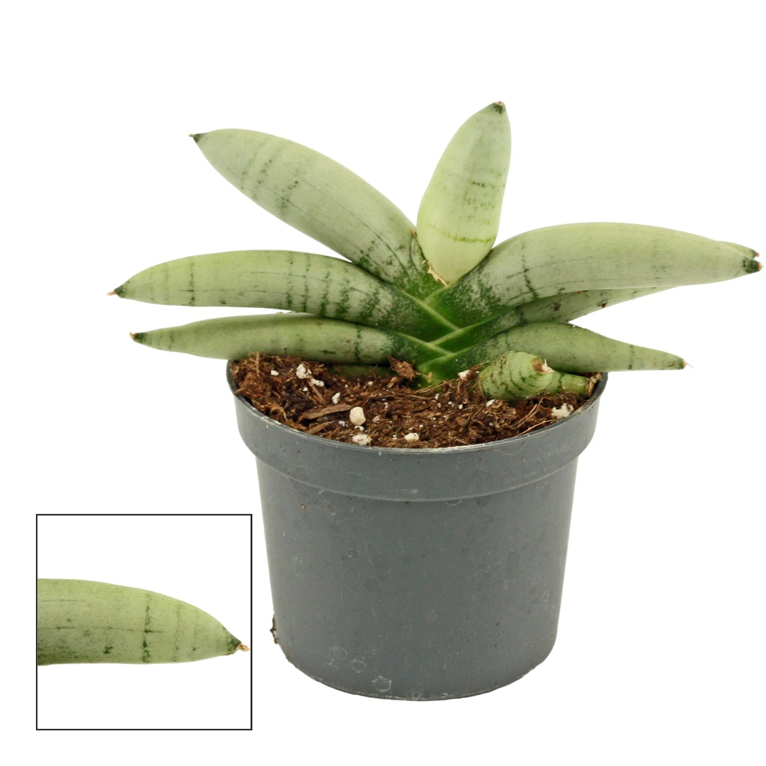 Sansevieria boncellensis 'Platinum' - Cowell's Garden Centre | Woolsington