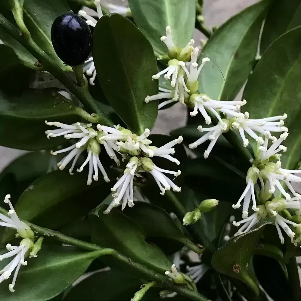 Sarcococca confusa 2L - Cowell's Garden Centre | Woolsington