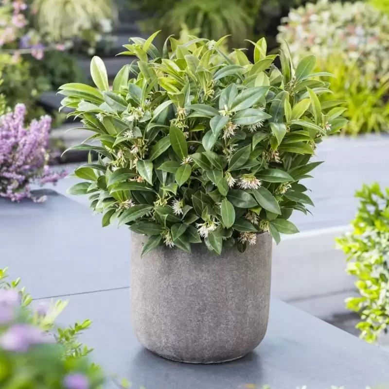 Sarcococca hookeriana var. humilis 'Fragrant Mountain' - Cowell's ...