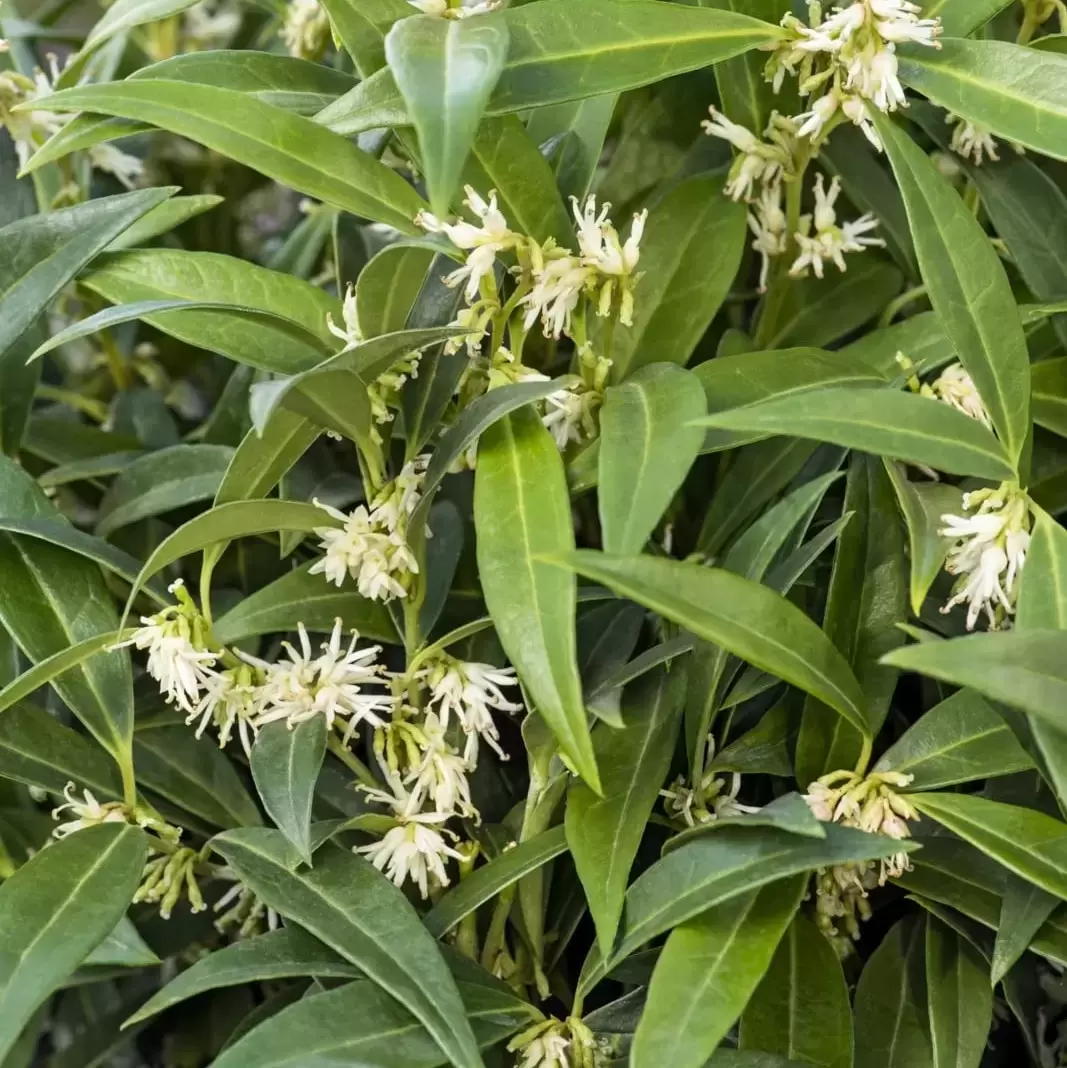 Sarcococca hookeriana var. humilis 'Fragrant Valley' - Cowell's Garden ...