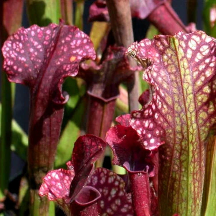 Sarracenia ‘Judith Hindle’ - Cowell's Garden Centre | Woolsington