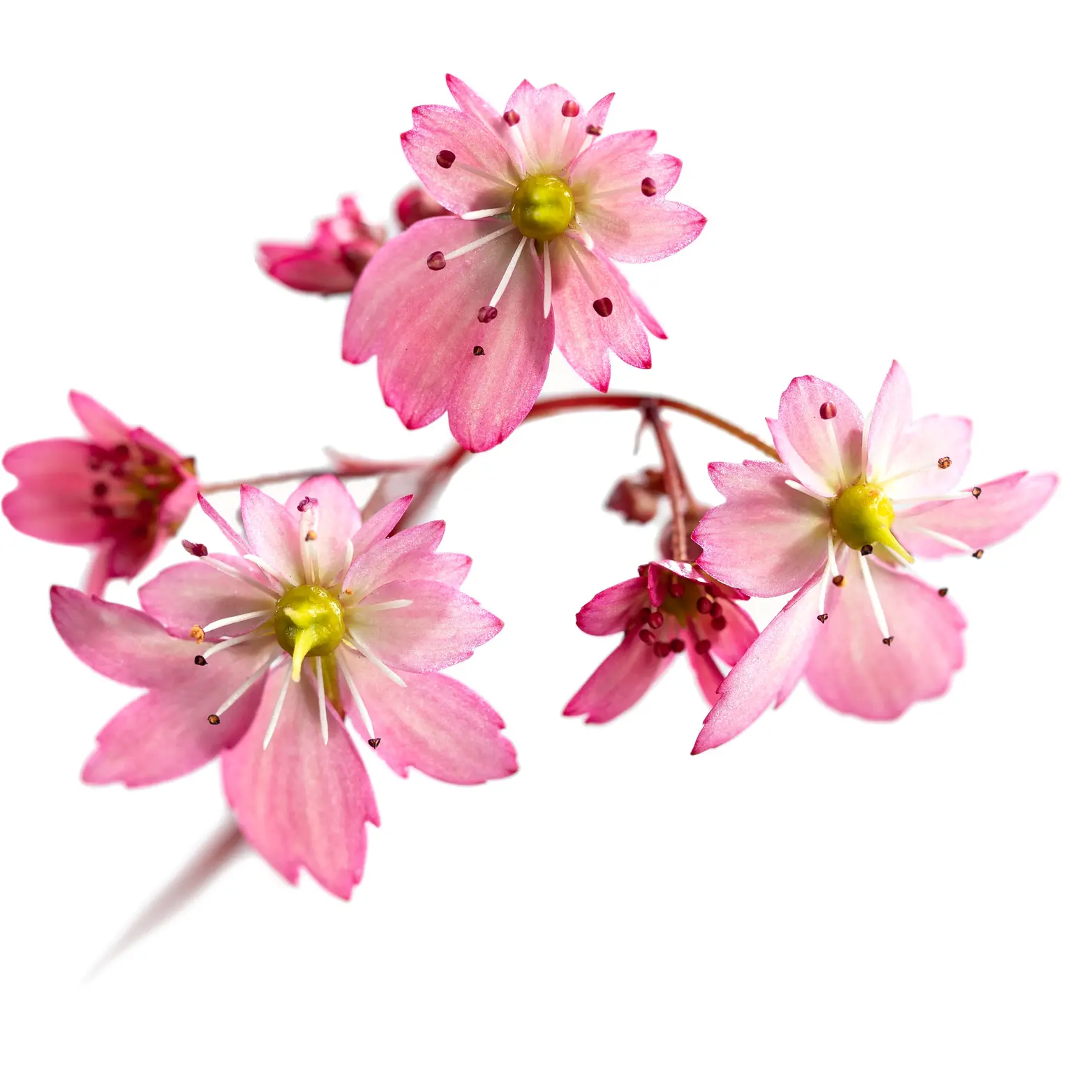 Saxifraga cortusifolia 'Dancing Pixies Tilda' - Cowell's Garden Centre ...