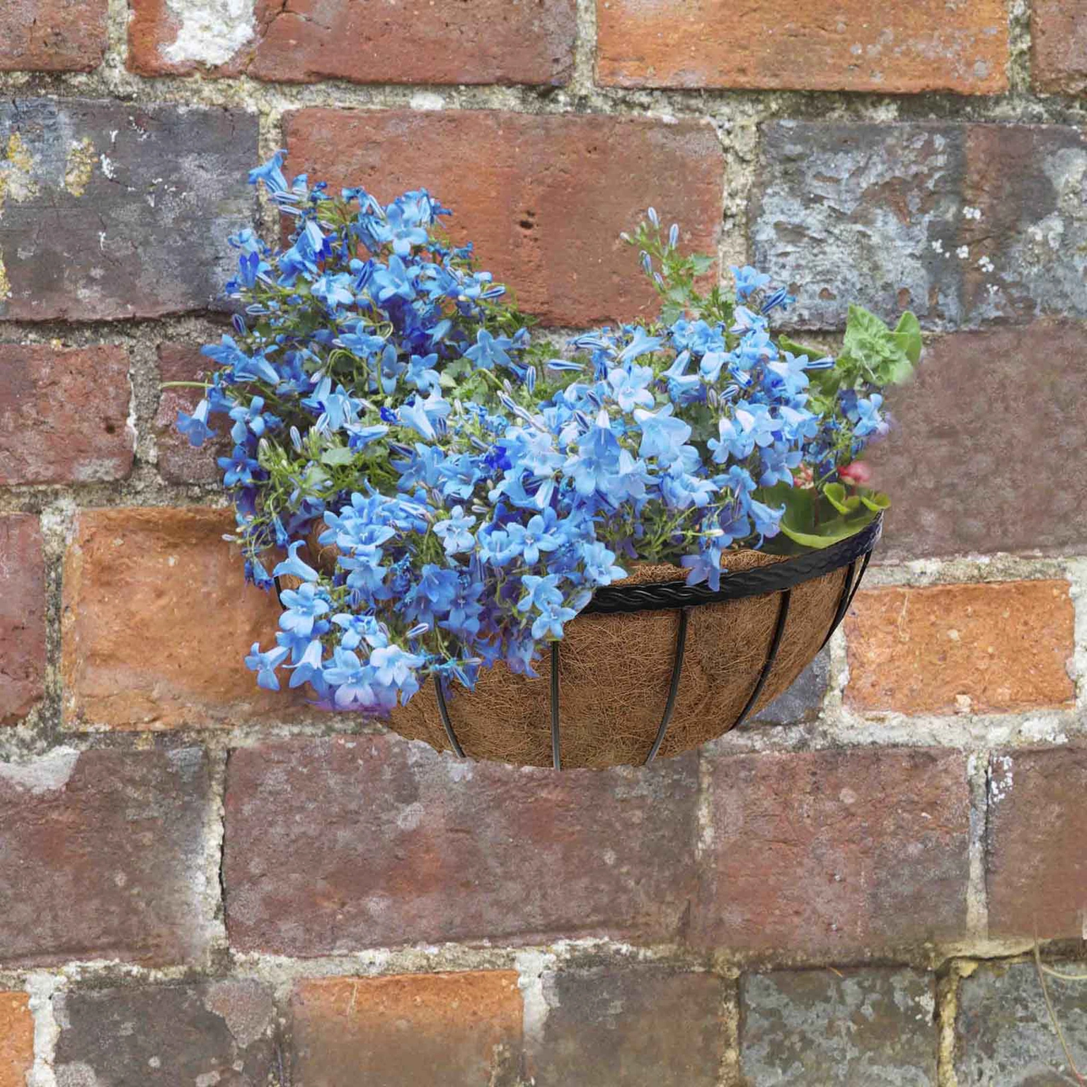 Saxon Wall Manger Basket - Cowell's Garden Centre | Woolsington