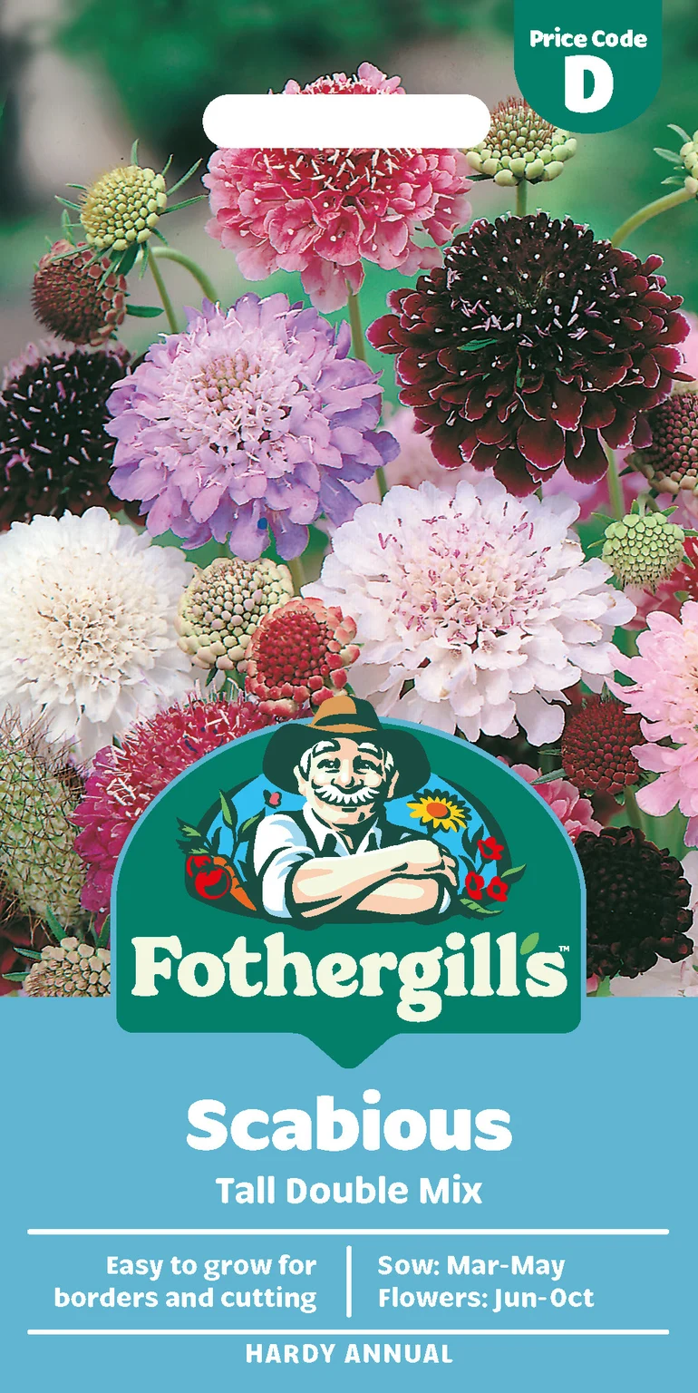 Scabious Tall Double Mixed Seeds - Cowell's Garden Centre | Woolsington