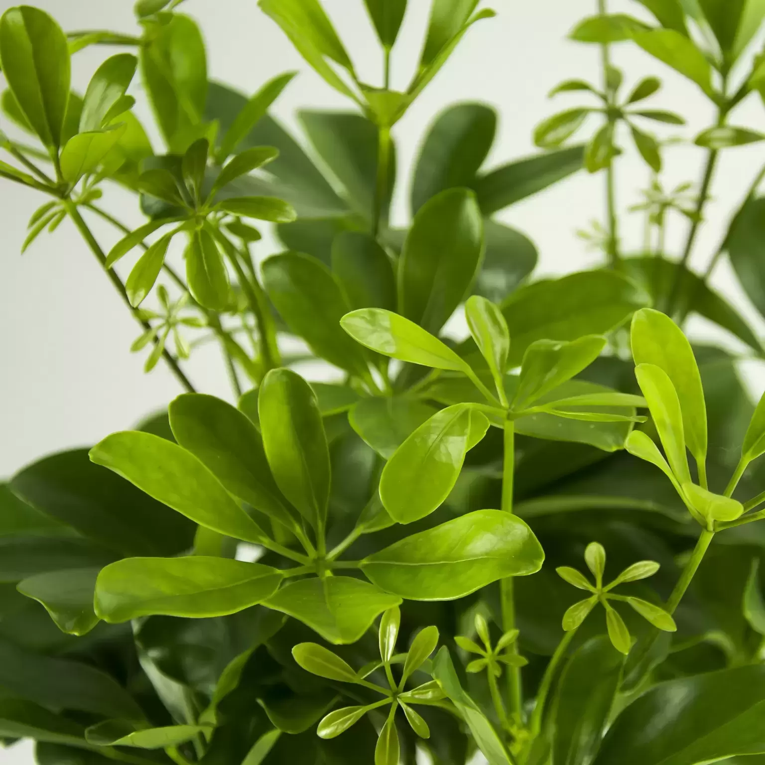 Schefflera arboricola 'Nora' 13cm - Cowell's Garden Centre | Woolsington