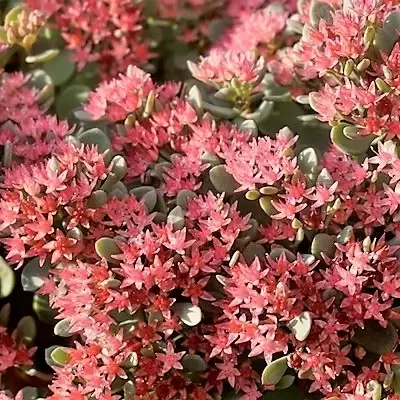 Sedum 'Rose Carpet' 2L - Cowell's Garden Centre | Woolsington