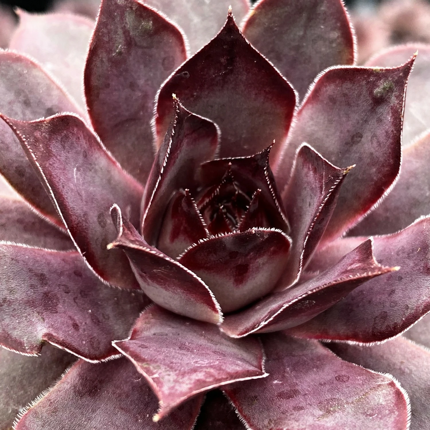 Sempervivum Chick Charms 'Grape Galaxy' 9cm - Cowell's Garden Centre ...