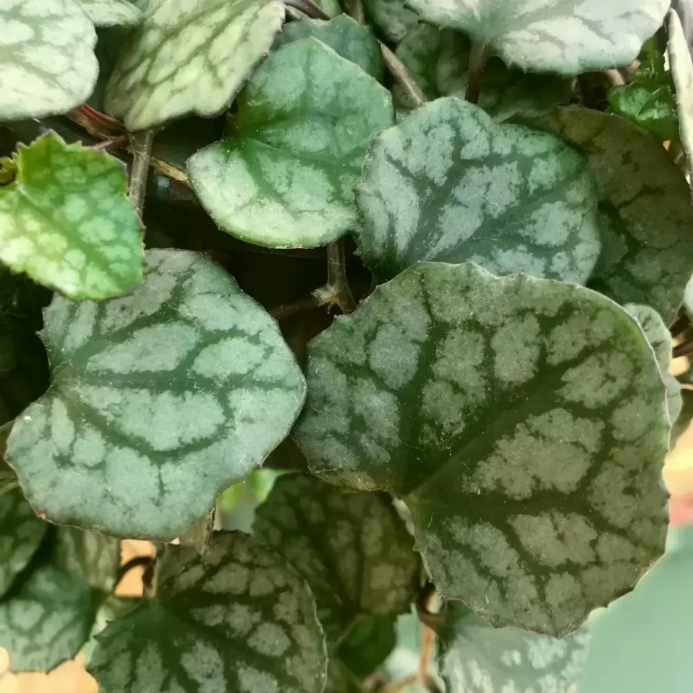 Senecio mikanioides 10.5cm - Cowell's Garden Centre | Woolsington