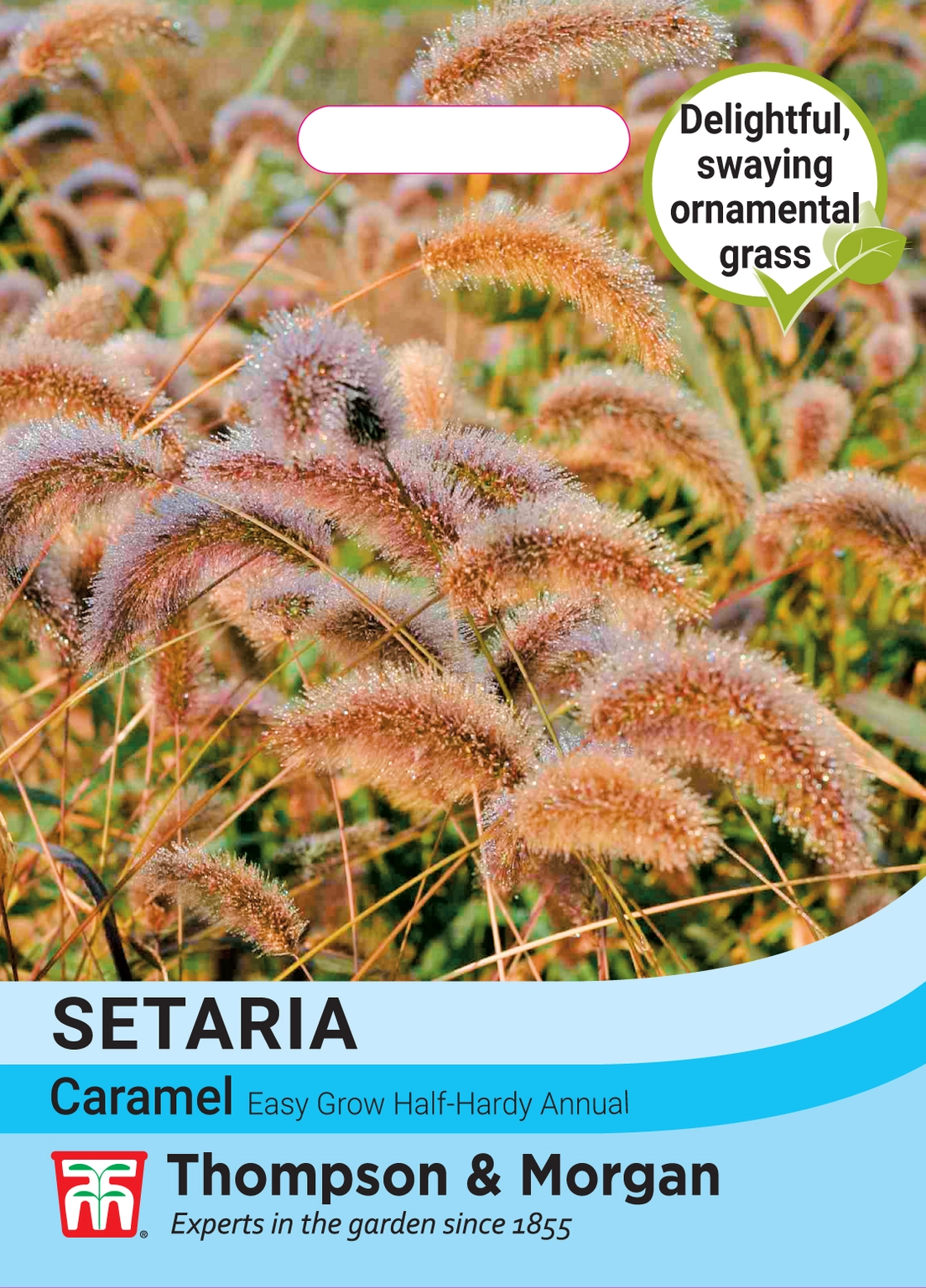 Setaria Caramel - Cowell's Garden Centre | Woolsington