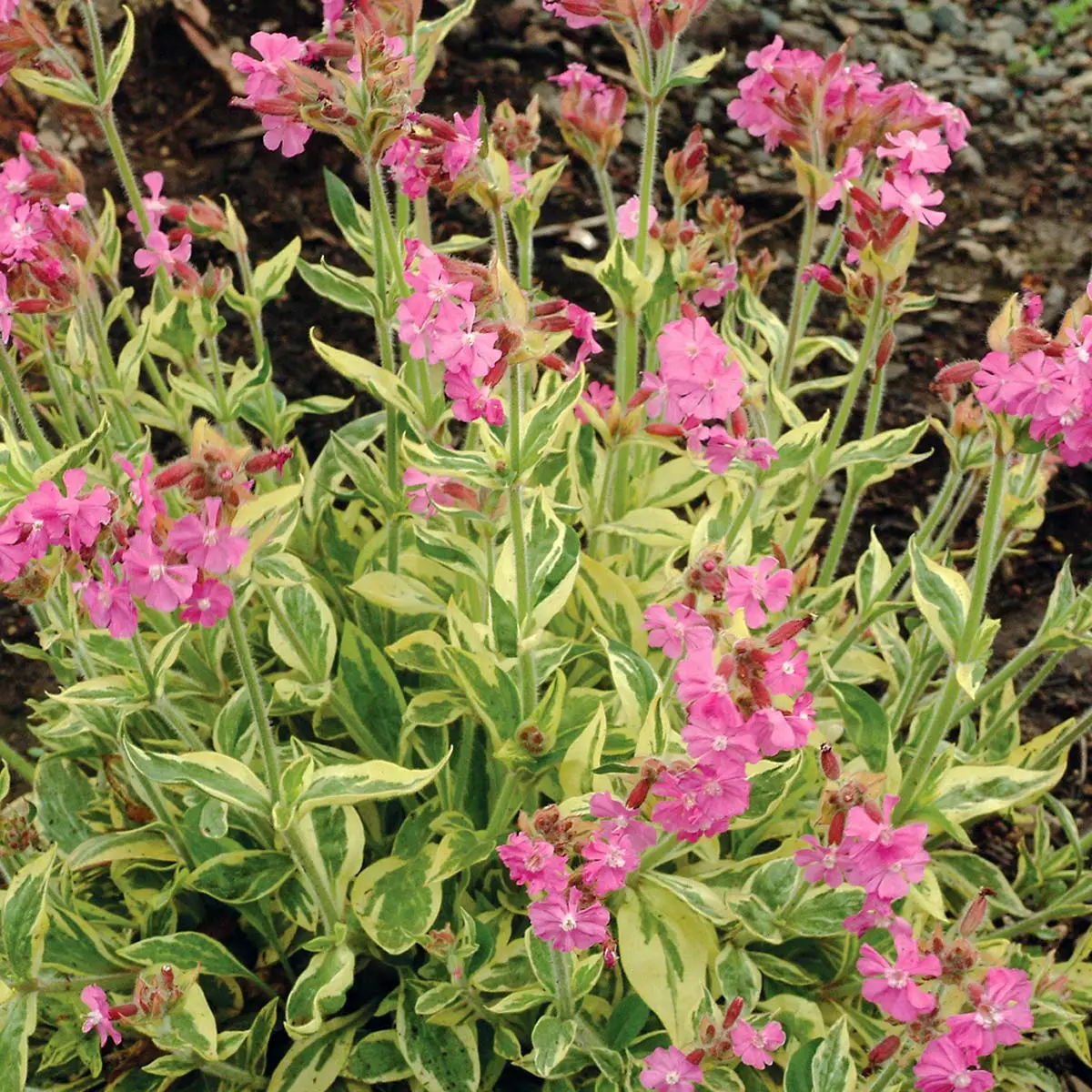 Silene dioica 'Valley High' 3L - Cowell's Garden Centre | Woolsington
