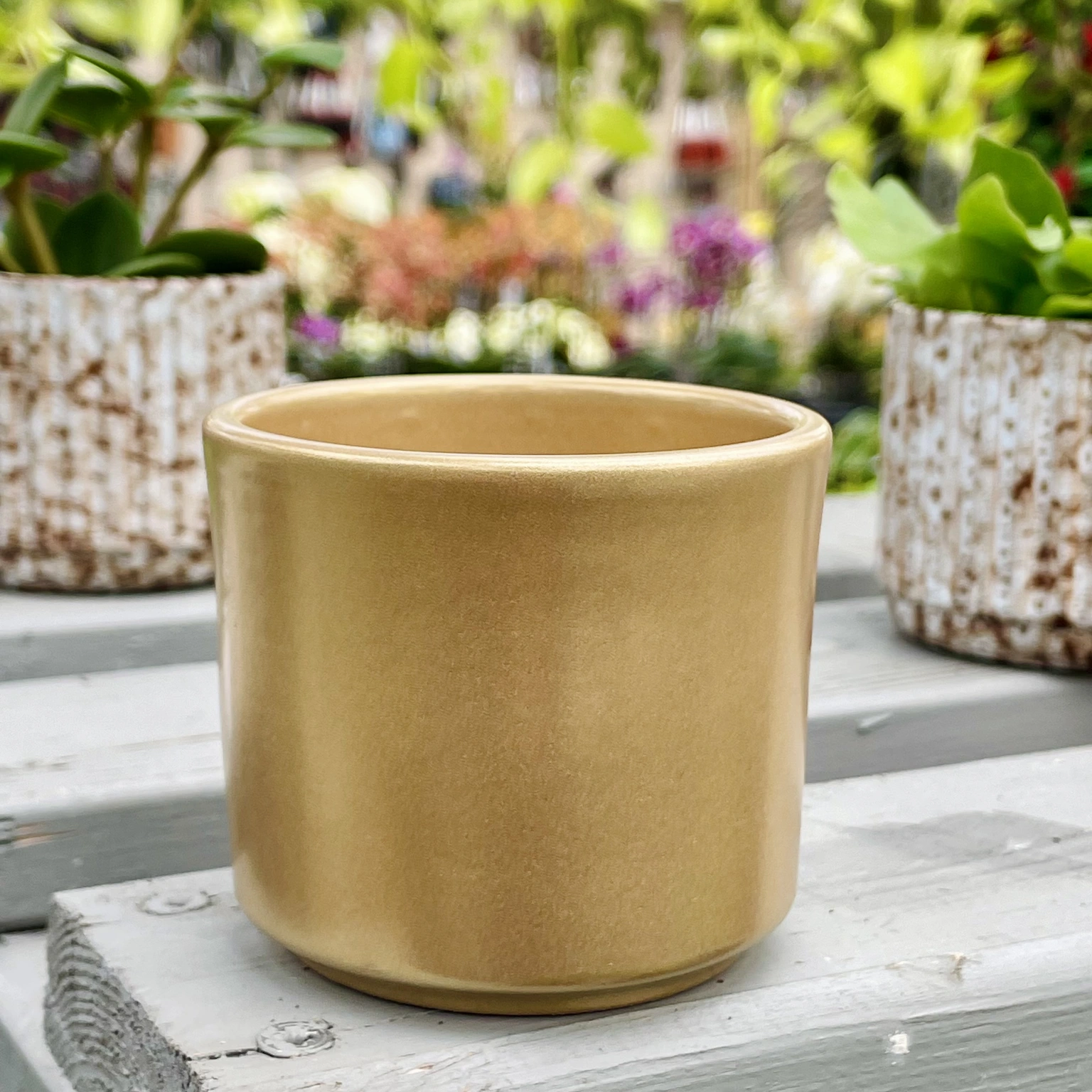 Simplicity Gold Pot - Ø 6cm - Cowell's Garden Centre | Woolsington