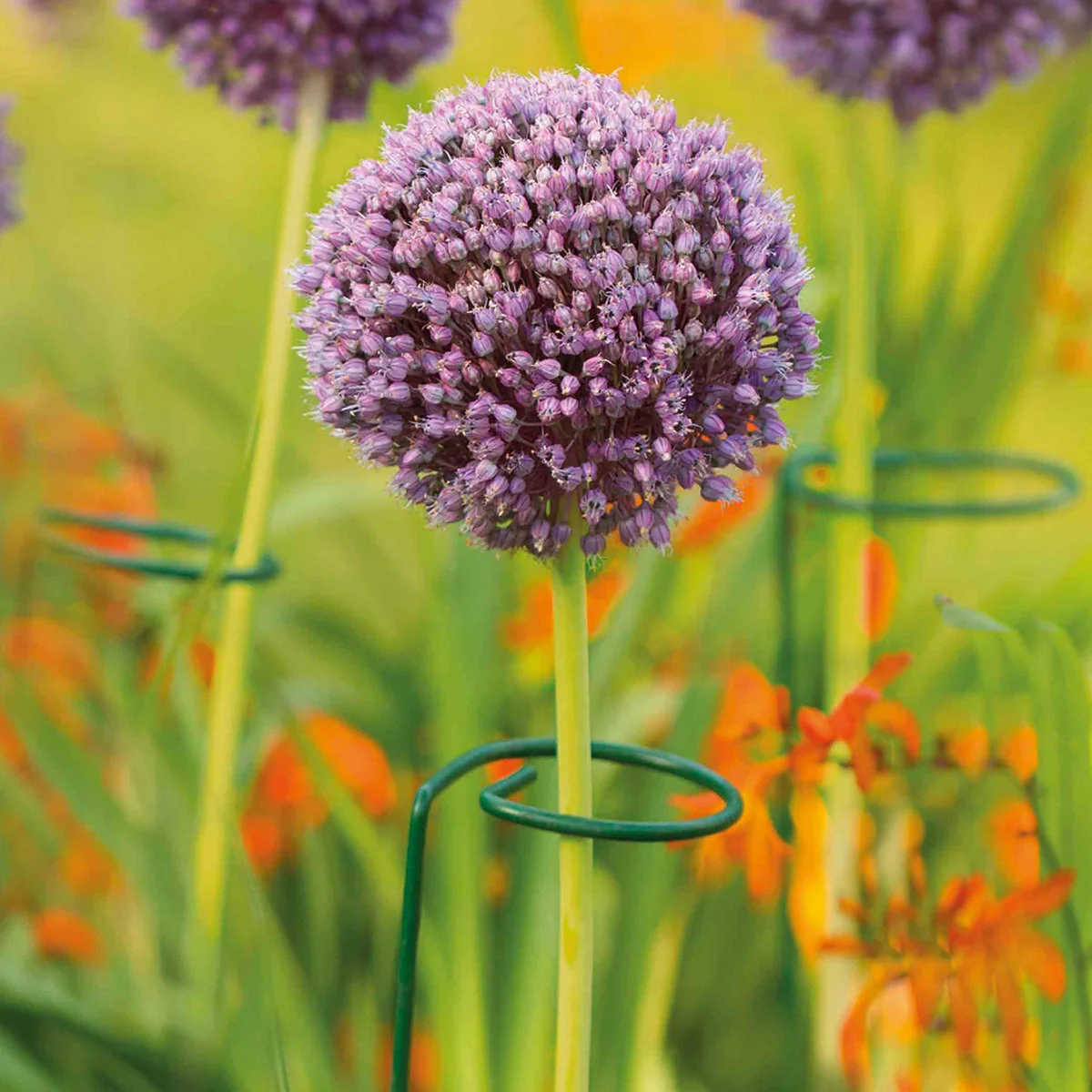 Single Stem Plant Support - 60cm - Cowell's Garden Centre | Woolsington