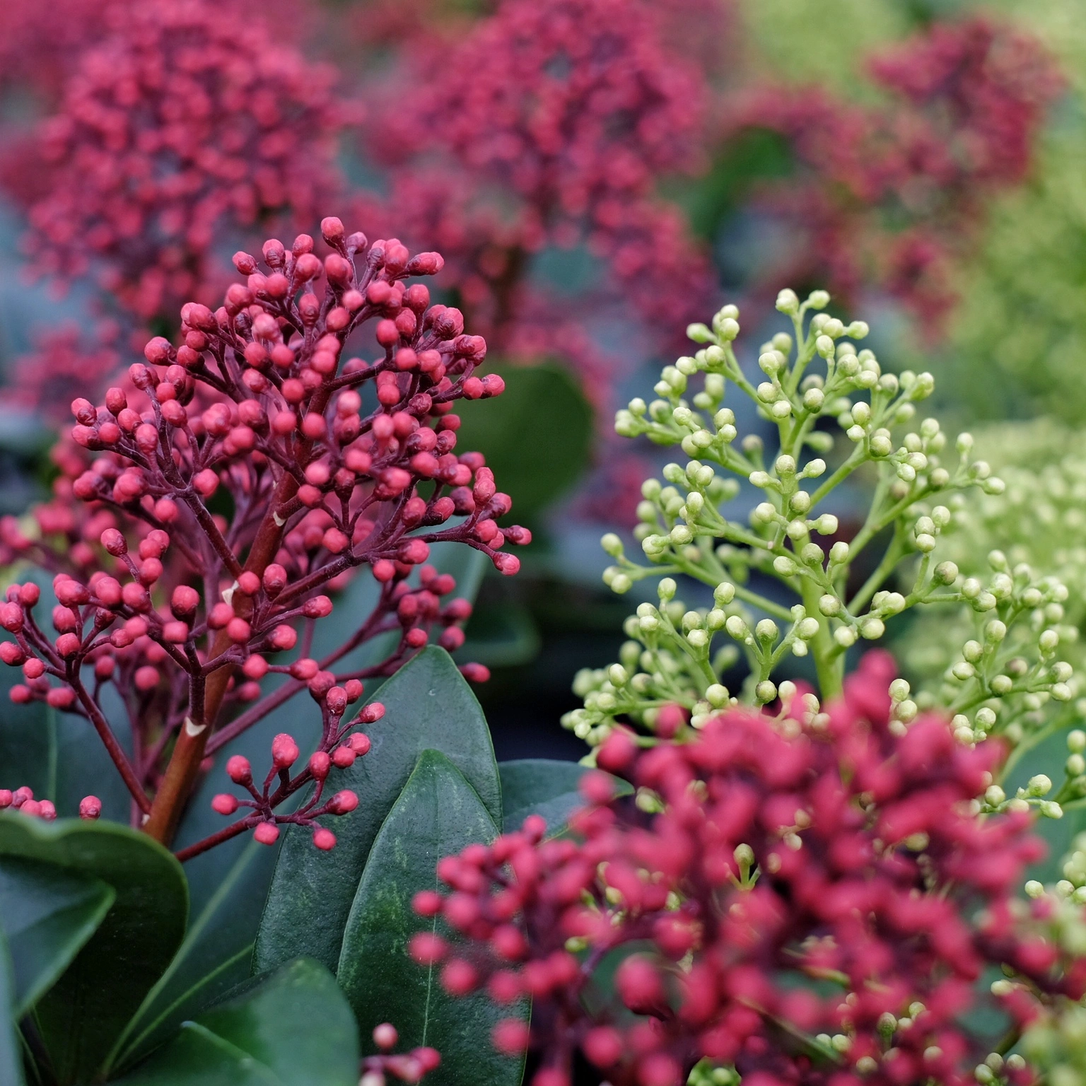 Skimmia japonica 'Double Diamond' (M) 10cm - Cowell's Garden Centre ...