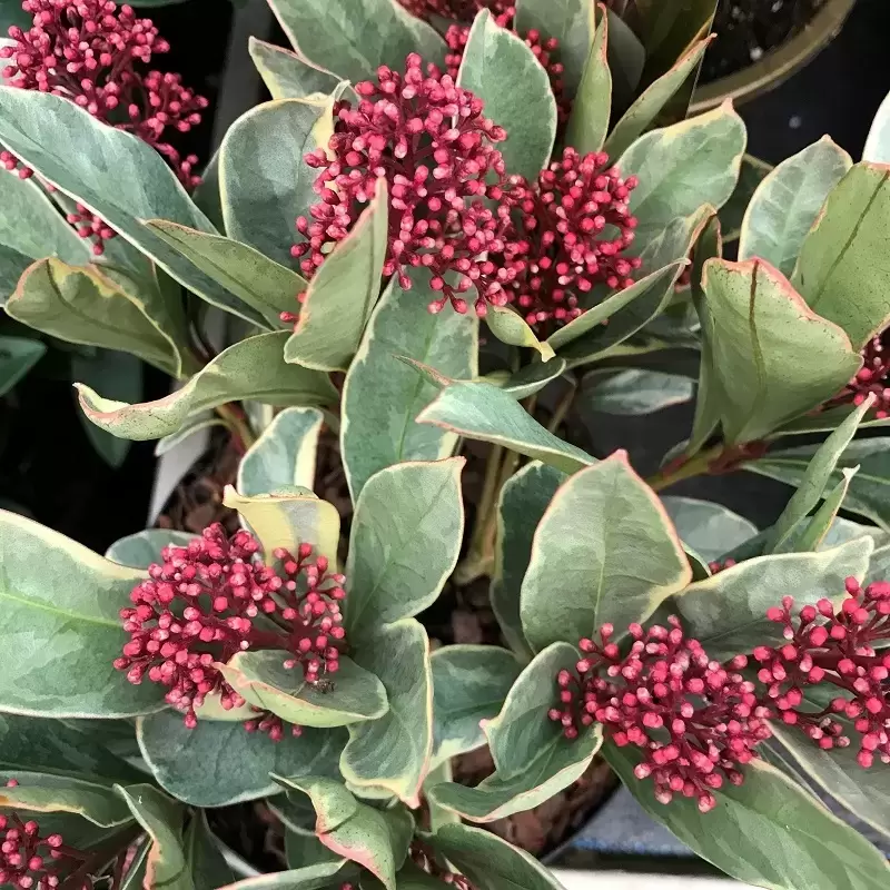 Skimmia japonica 'Perosa' (M) 9cm - Cowell's Garden Centre | Woolsington