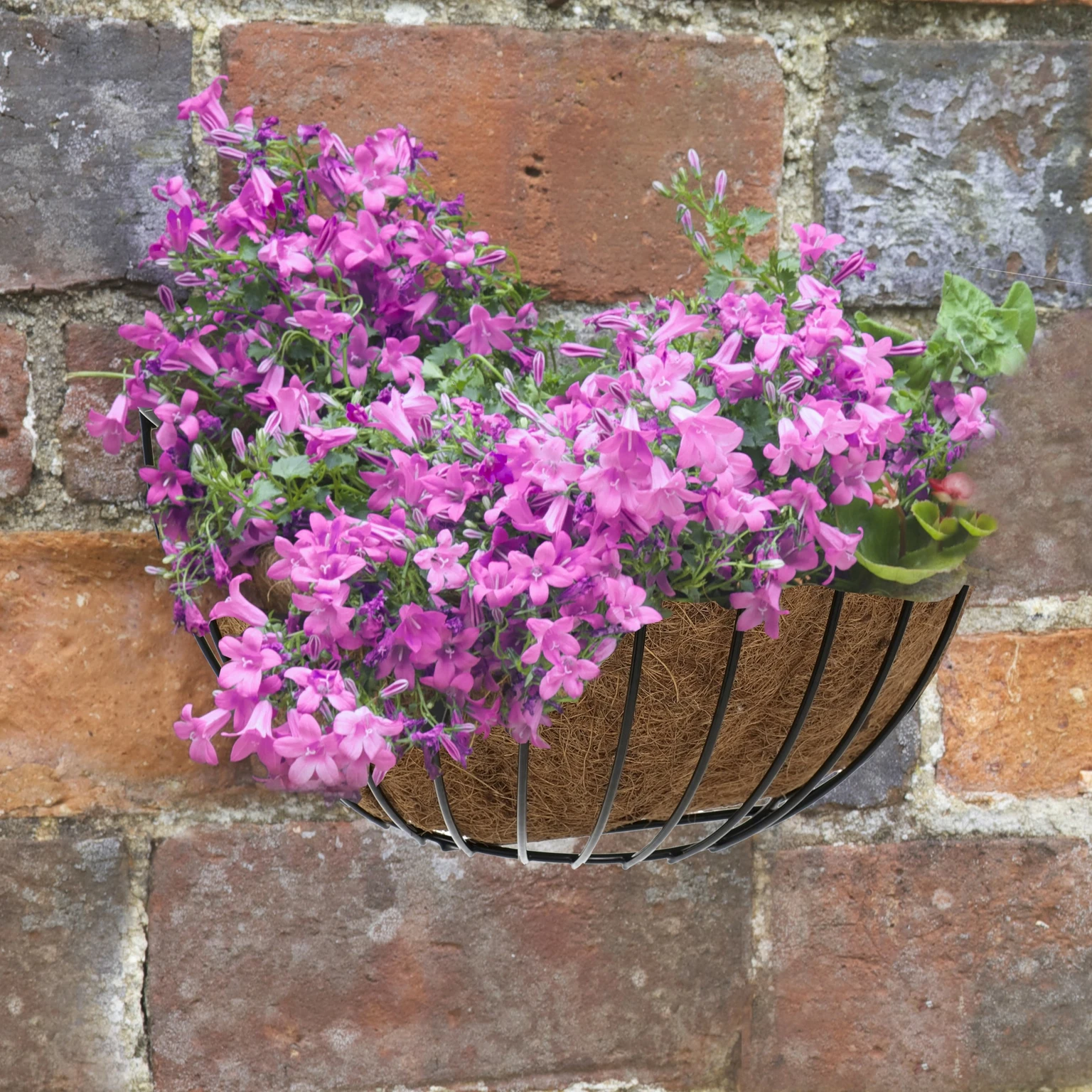 Smart Wall Basket - Cowell's Garden Centre | Woolsington