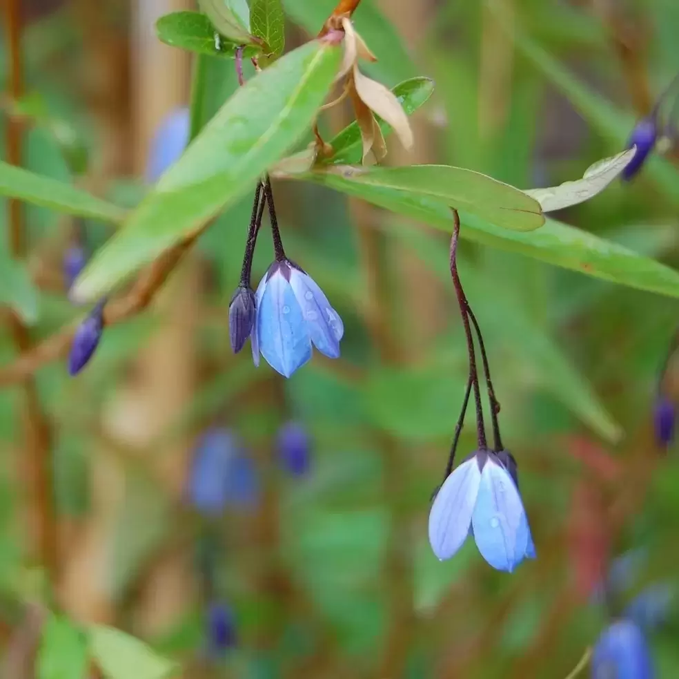 Sollya heterophylla - Cowell's Garden Centre | Woolsington