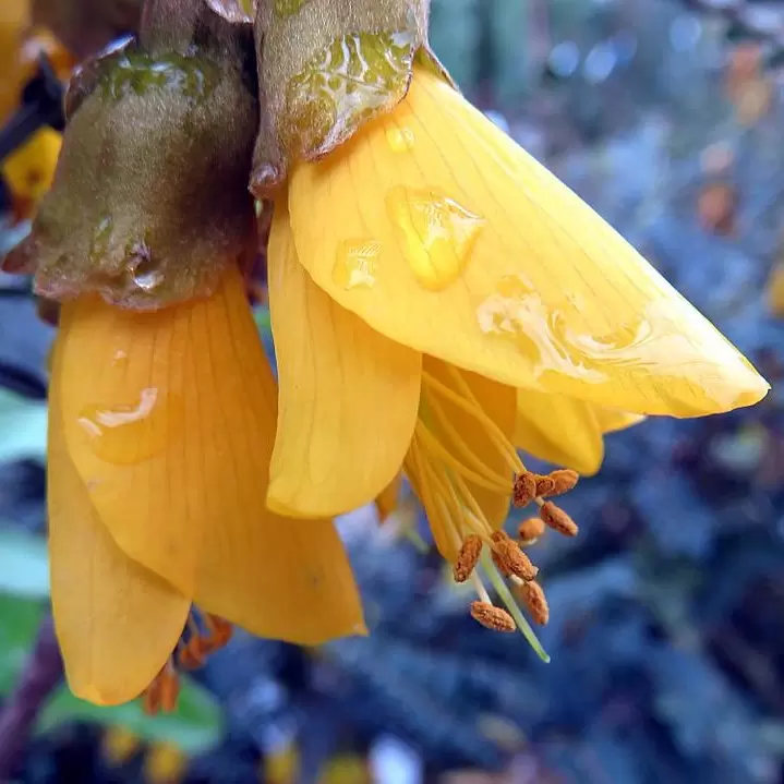 Sophora 'Sun King' - Cowell's Garden Centre | Woolsington